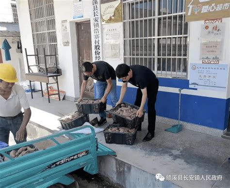 【我为群众办实事】绩溪县长安镇：暑气正盛，薯香正浓寨村