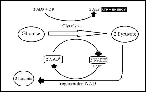 Unraveling Lactic Acid Debunking The Myths Part I Running Science