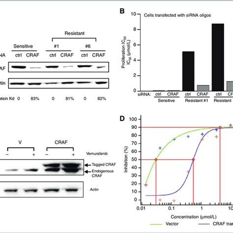 A Model Of Paradoxical Craf Activation By Braf Download Scientific Diagram