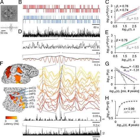 Fig S5 As In Fig 2 The Scaling Law Exponents Of Behavioral And Download Scientific Diagram