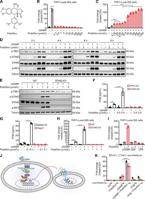 Discovery Of Podofilox As A Potent Cgamp Sting Signaling Enhancer With