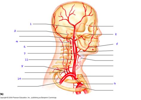 Blood Vessel Lab Flashcards Quizlet