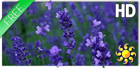 Lavender Flowers Lwp For Pc Free Download And Install On Windows Pc Mac