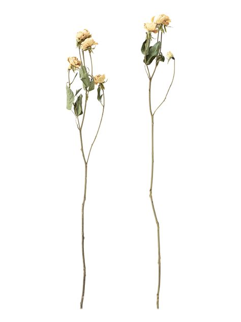 【ドライ】スプレーバラ白 品種おまかせ【50cm】｜flower Smith Market（フラワースミスマーケット）