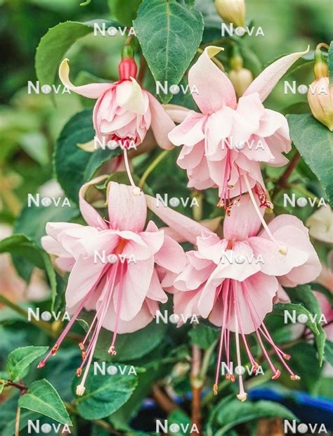 Fuchsia Cotton Candy