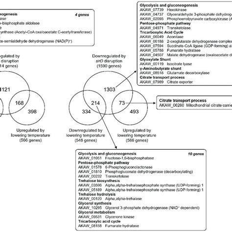 Venn Diagrams Showing The Number Of Genes Identified By Comparative