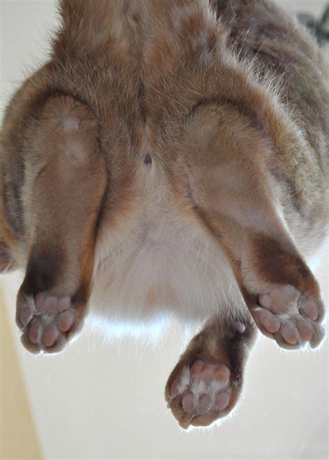 Floating Rabbit Feet