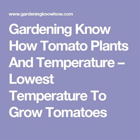 Gardening Know How Tomato Plants And Temperature Lowest Temperature To Grow Tomatoes Growing