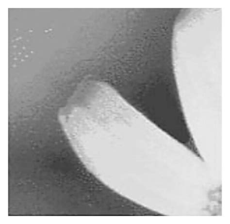 A Original Image B Classical Error Diffusion MSE 67 4 C Download Scientific Diagram