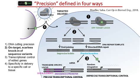 Precise Gene Editing Of Human Pluripotent Stem Cells Youtube