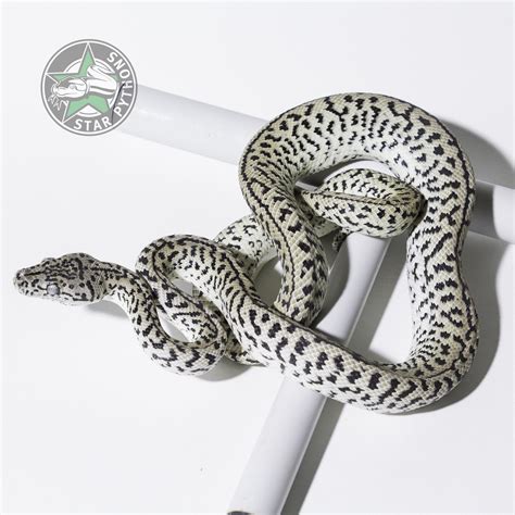 Jaguar Carpet Python Traits Morphpedia Jaguar Carpet Python Traits Morphpedia