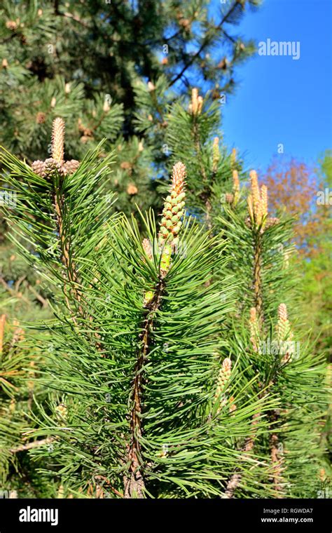 Pinus Mugo Needles And Buds Close Up Beautiful Natural Background