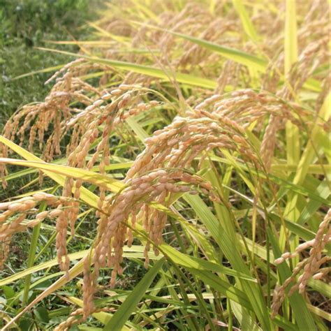 【楽天市場】【ふるさと納税】米 定期便 5kg 12ヶ月 白米 新潟こしひかり 令和4年 新米 75 3n05z【12ヶ月連続お届け】新潟県