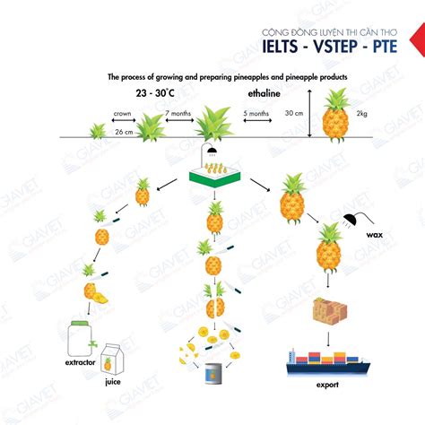 BÀi MẪu Ielts Writing Task 1 Pineapple Process