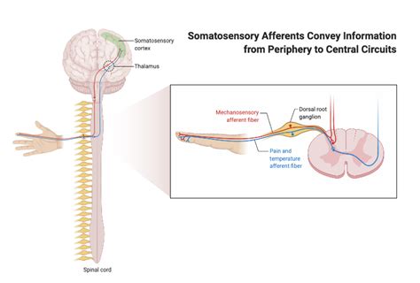 Somatosensory Afferents Convey Information From The Periphery To