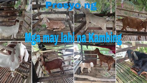 Update Sa Aming Munting Goat Farm 8 Na Dumalaga Buntis Lahat