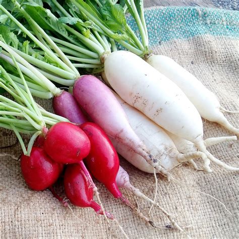 10 Radish Health Benefits You Need To Know