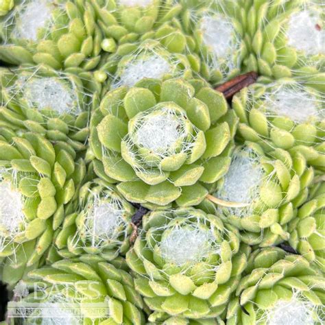 Qp Sempervivum Arachnoideum Clairchin Hens And Chicks