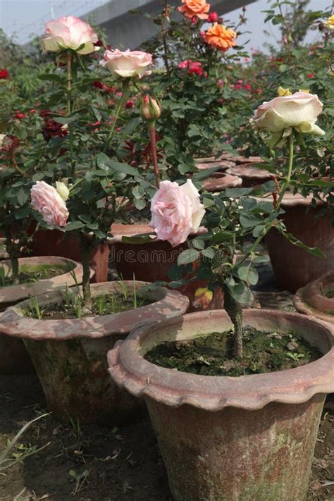 Planta Rosa De Color Rosa En La Granja Foto De Archivo Imagen De