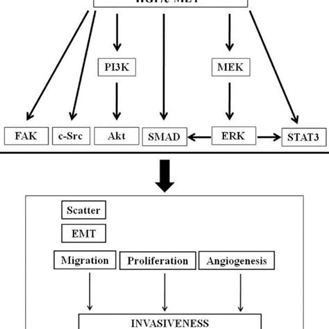 Hgf C Met Major Signaling In Tumor Invasion Download Scientific Diagram