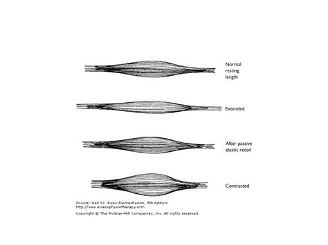 Properties Of Skeletal Muscle Pptx
