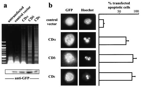 The Catalytic Domains Of Pkcα Pkcδ And Pkcε Are Apoptotic Download