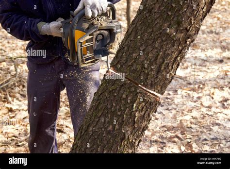 Man Cutting Tree Hi Res Stock Photography And Images Alamy