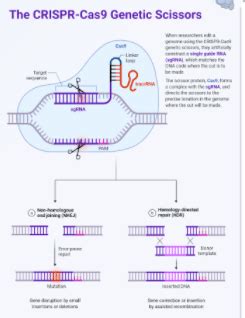 Differences Between HDR Vs NHEJ InVivo Biosystems