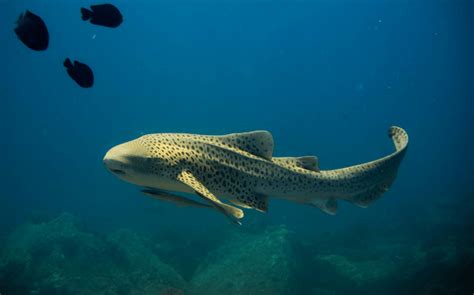 Zebra Shark Has Pups Through Rare Virgin Birth At Us Aquarium No