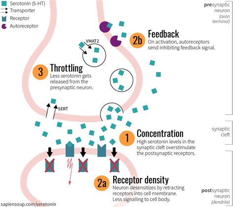 Psychedelic Drugs And The Serotonergic System Sapiensoup Blog
