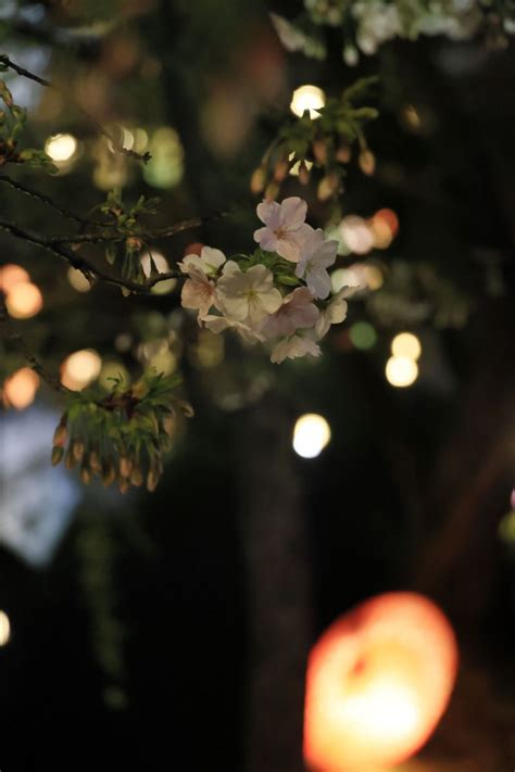 夜桜 GANREF