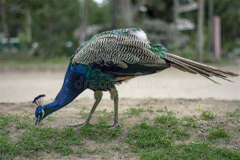 Peacock Crossing The Street Stock Image Image Of Wing Blue 244070013