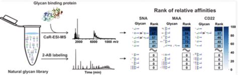 Publications Macauley Lab