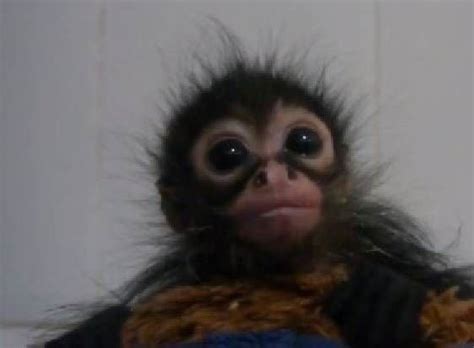 The Monkey Album On Imgur