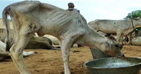 Exclusive Report On Lumpy Skin Disease In Rajasthan