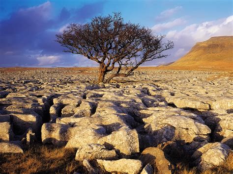 17 Best Images About Trees Growing Out Of Rocks On Pinterest Nature Root System And Arkansas
