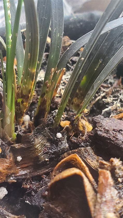 Whats This Growing On My Mondo Grass Rhouseplants
