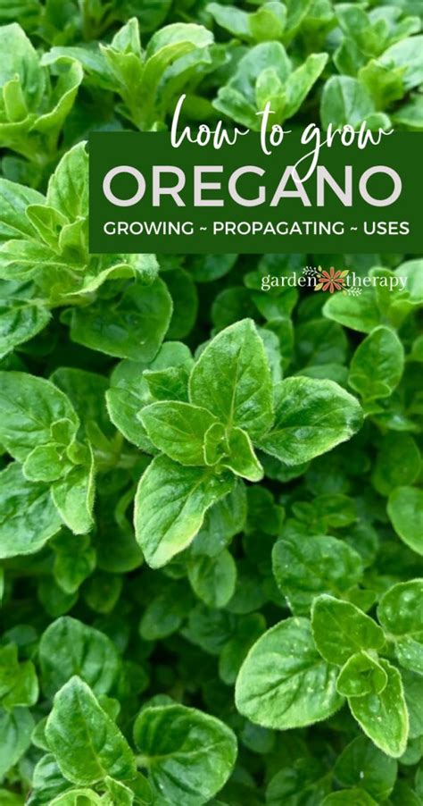 Herbal Guide To Oregano How To Grow And Harvest Origanum Vulgare