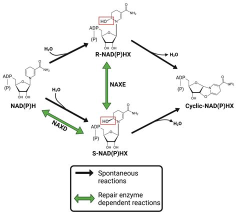 Naxd And Naxe Are Repair Enzymes Responsible For The Removal Of The Toxic Metabolite Nadphx