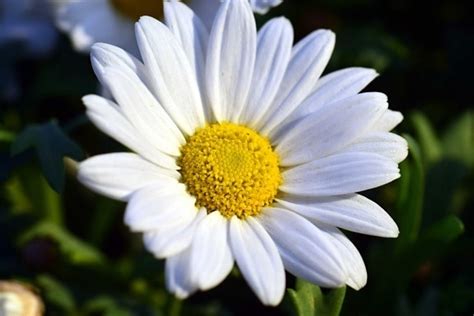 무료 사진 정원 자연 잎 데이지 식물 꽃잎 야생화 잔디 여름