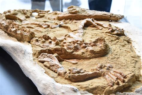 Impressive Discovery Of A Giant Crocodile Fossil 🐊