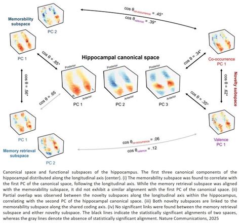 How Does The Hippocampus Coordinate Memory Encoding And Retrieval