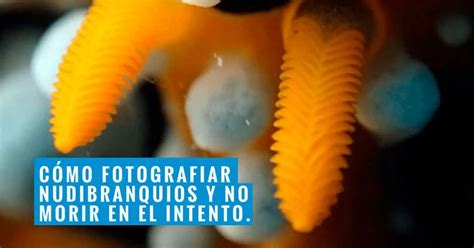Cómo fotografiar nudibranquios y no morir en el intento 1200x600