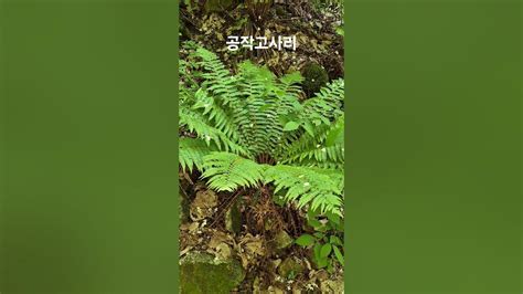 공작의 깃털을 닮은 공작고사리 음지식물로 깊은 계곡에 서식한다 조경용으로 쓰인다 Youtube