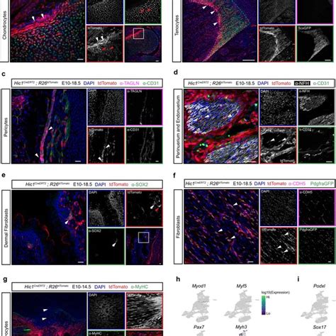 Scrna Seq Analyses Define A Mesenchymal Cell Progenitor Hierarchy A