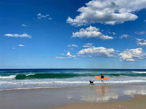Dog-Friendly Gold Coast, QLD: Visiting with a Dog - Travelnuity
