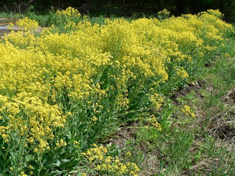 Growing Woad Local Color Dyes