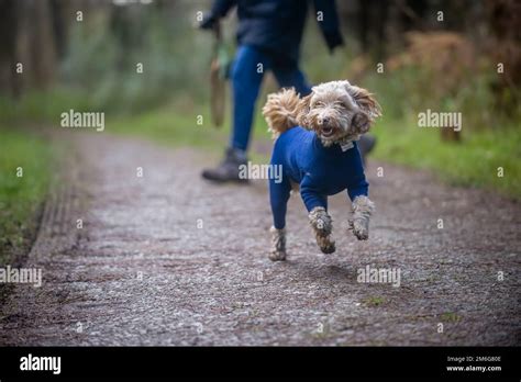 Blonde Cockapoo Dressed In A Blue Fleece Dog Suit Running On A