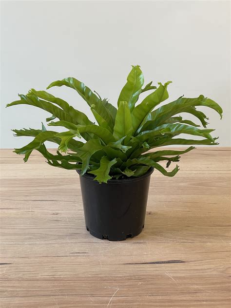 Asplenium Antiquum Crissie Birds Nest Fern Northcote Nursery