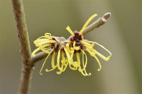 シナレンギョウモクセイ科 見ごろの植物